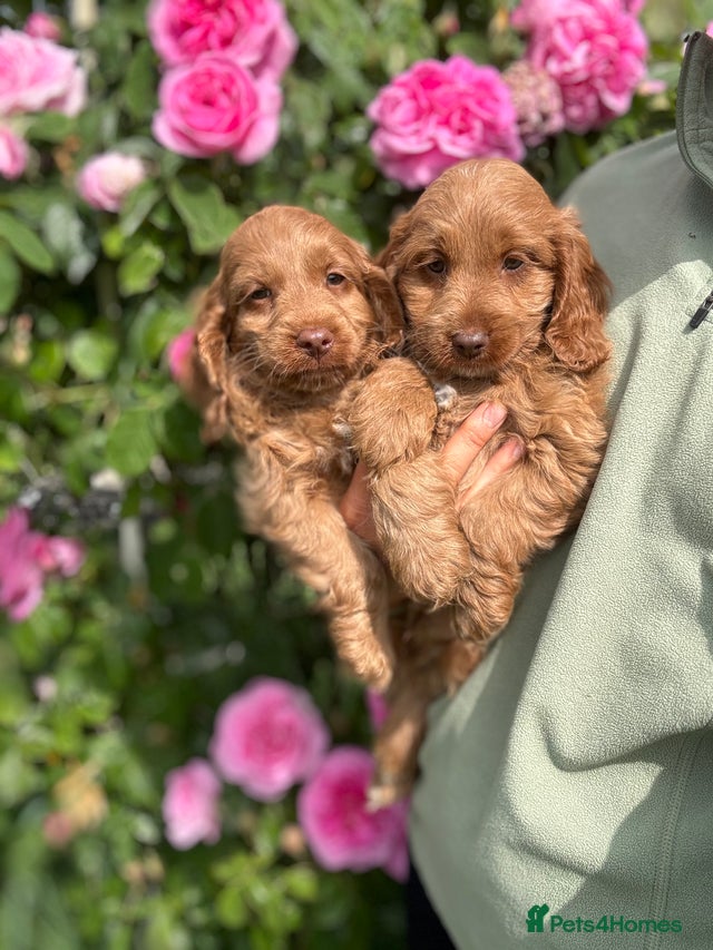 F1 cockapoo puppies for sale in Kettering | Pets4Homes