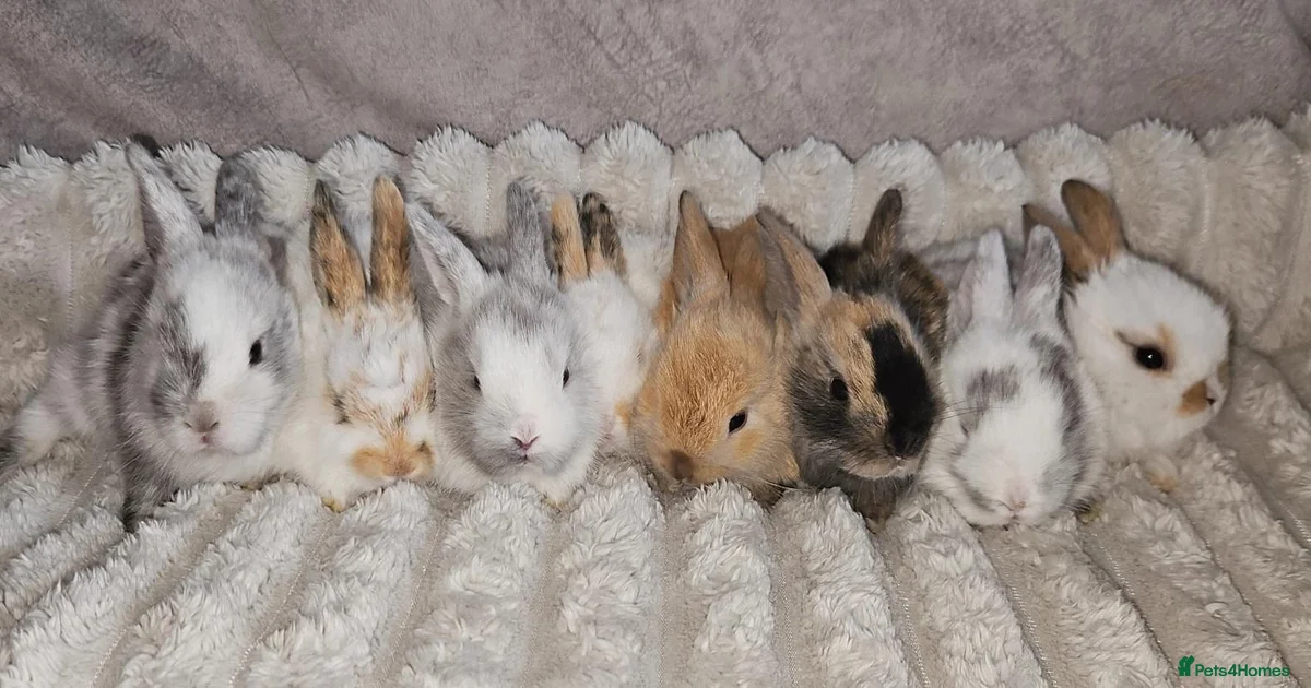 Female Rabbits for Sale for sale | Pets4Homes