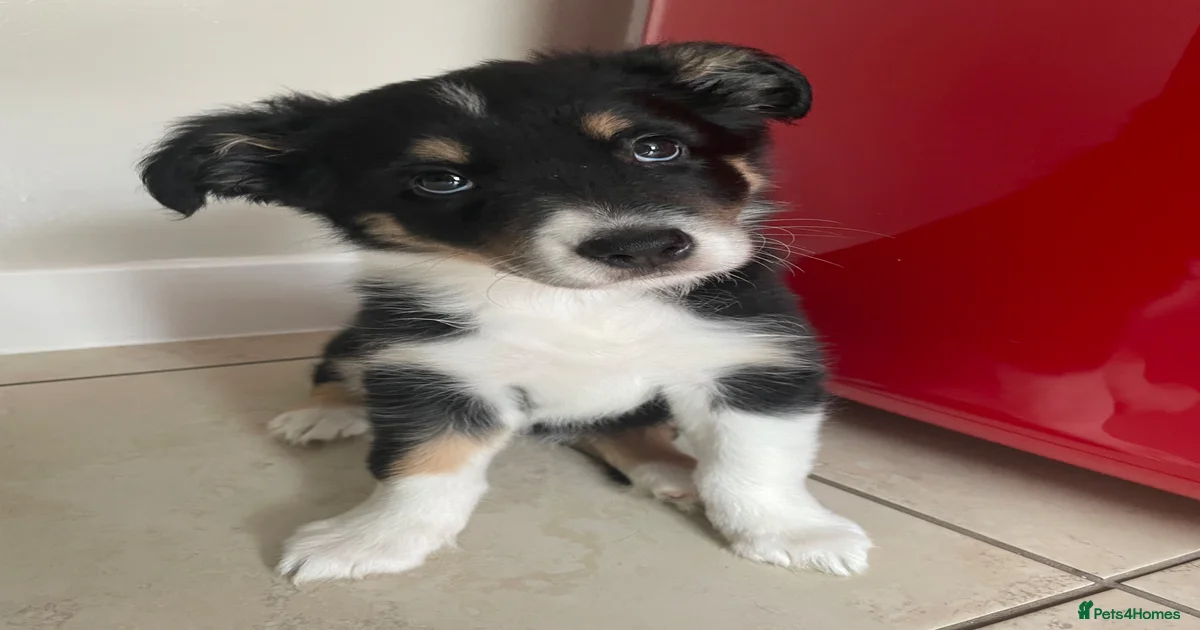 Pet for home Australian Shepherd Puppies for sale | Pets4Homes