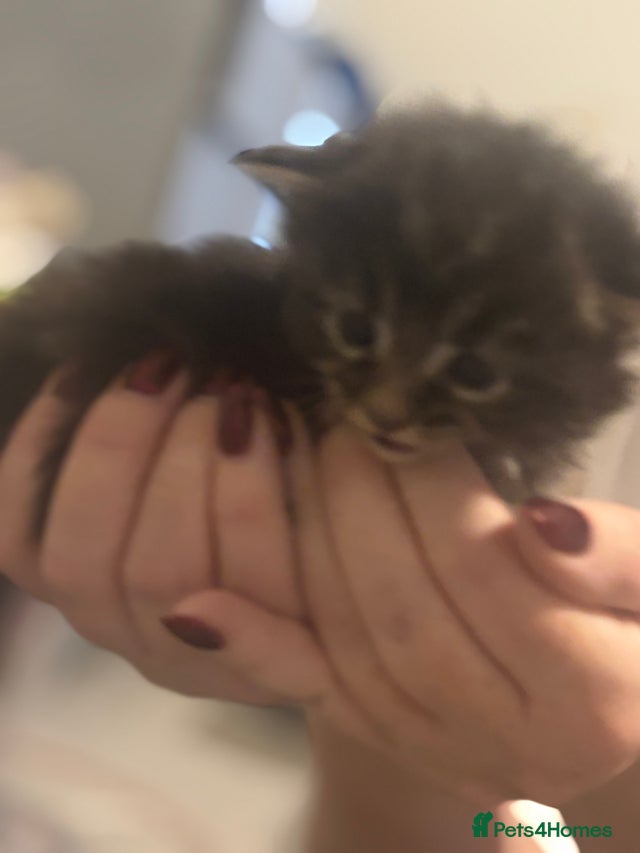 Kittens for sale for sale in Launceston | Pets4Homes