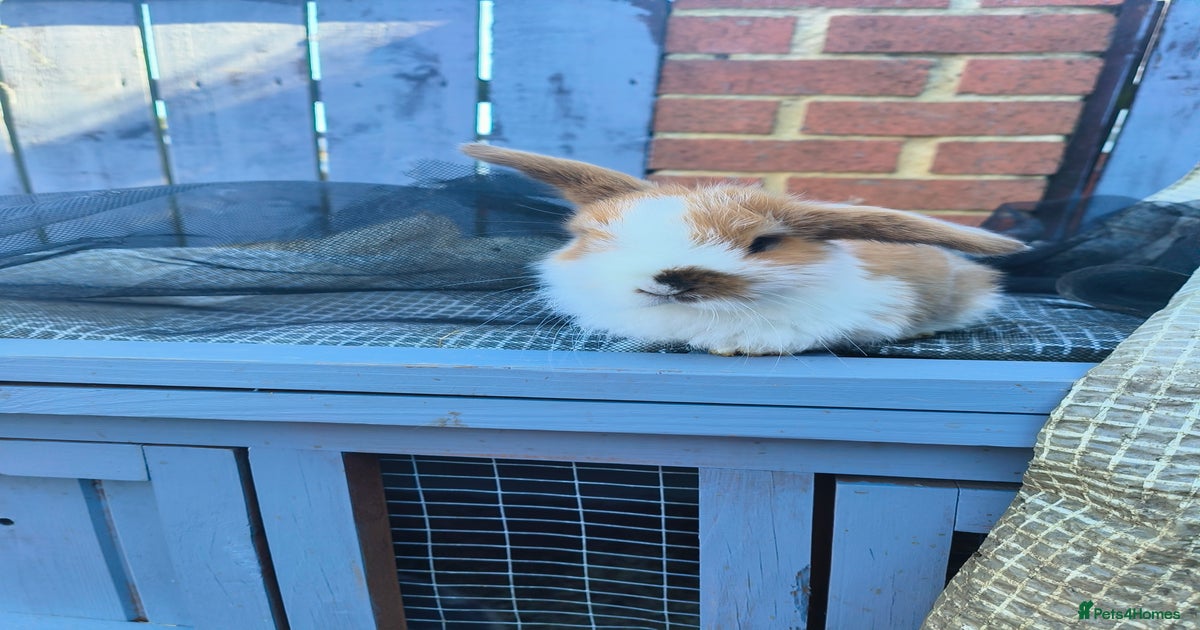 two buck mini lops 40 each for sale in Jarrow | Pets4Homes