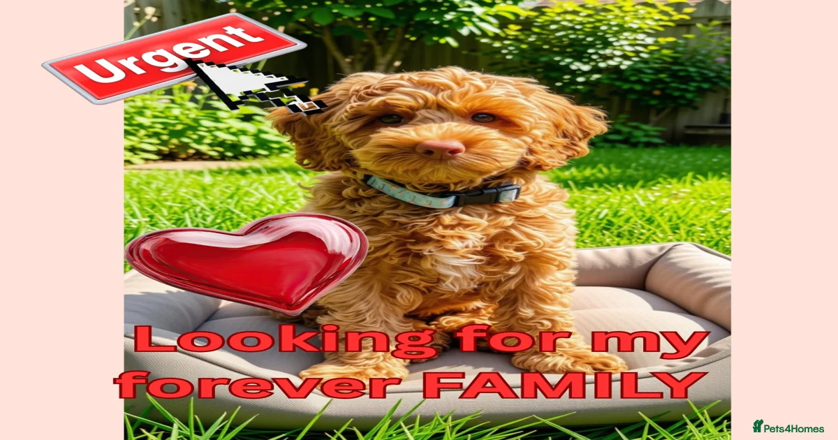 Australian Labradoodle Puppies for sale | Pets4Homes