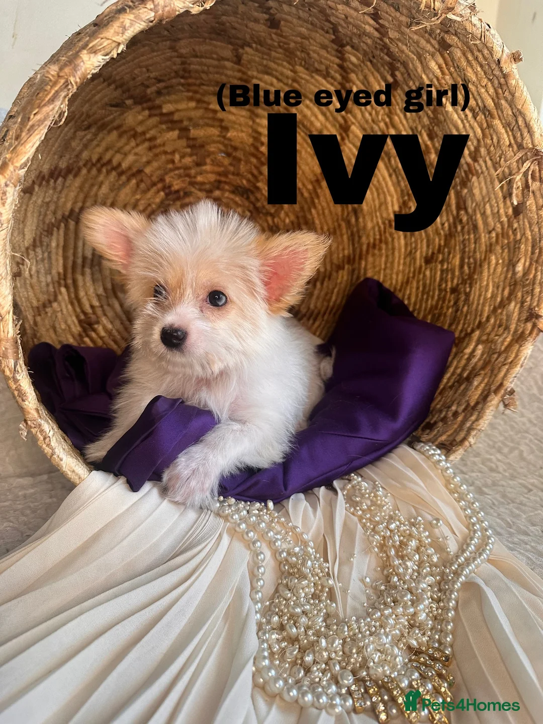 Beautiful Golddust Yorkshire Terrier Puppies For Sale In London