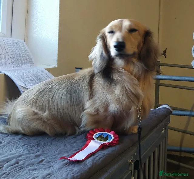 Debbiejay Hansel for stud in Alfreton | Pets4Homes