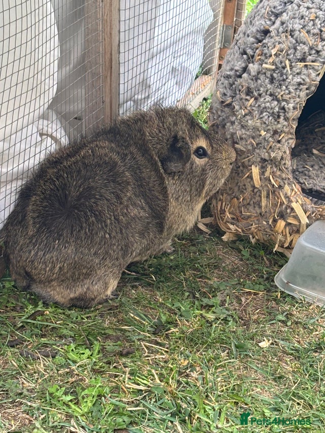 A pair of bonded male guinea pigs for sale in Stonehouse | Pets4Homes