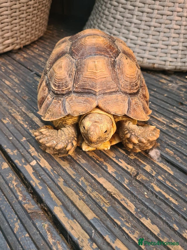 Female Sulcata Tortoise for sale in Portsmouth | Pets4Homes