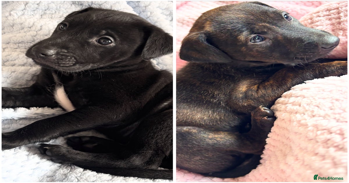 German pointer x lurcher-staff for sale in | Pets4Homes