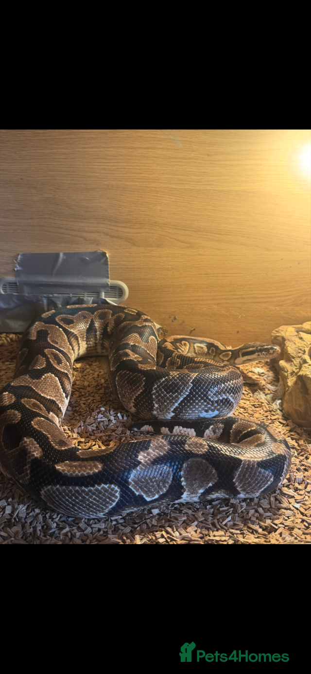 Large ball python and vivarium for sale in Neath | Pets4Homes