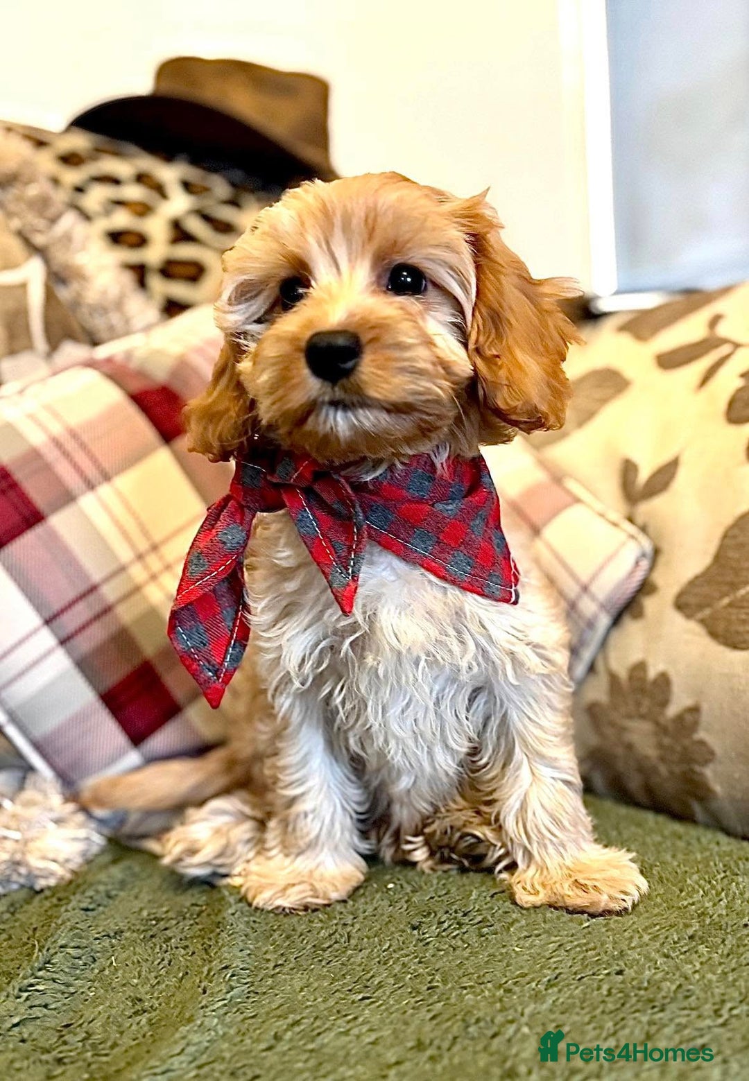 REHOMED Dori - F1 Golden Cavapoo Girl -Ready Now ! for sale in ...