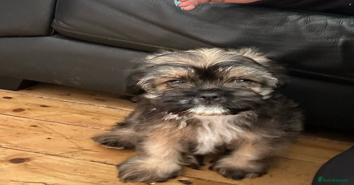 Shihtzu cross frenchie for sale in | Pets4Homes