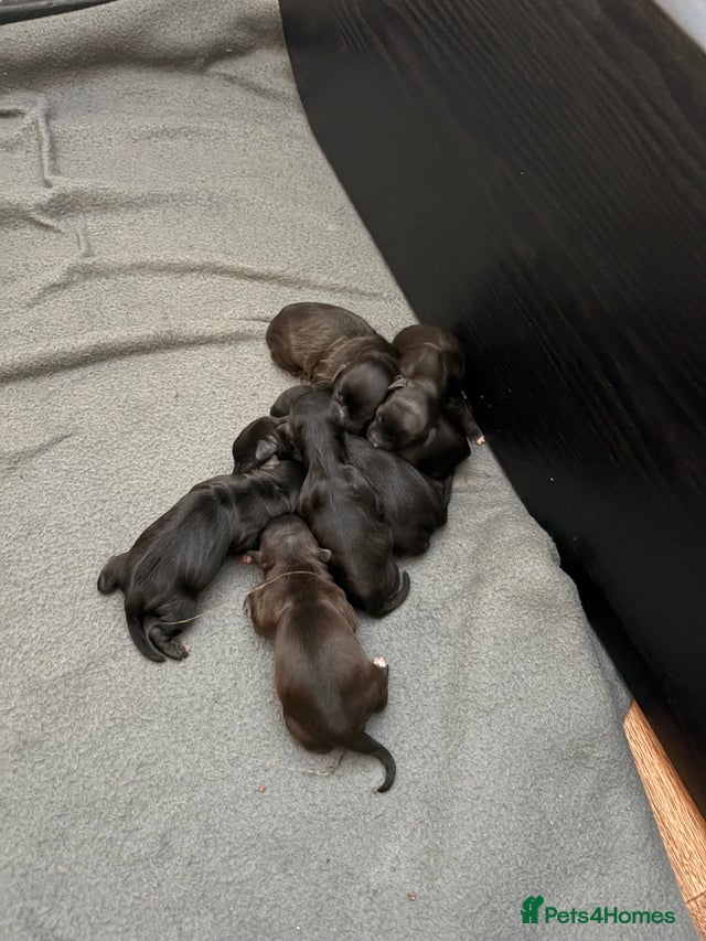 Jackapoo Puppies for sale in Bishop Auckland | Pets4Homes