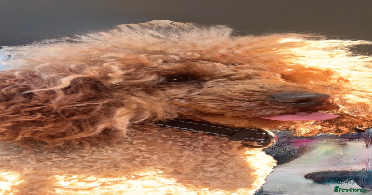 KC Red fox miniature toy poodle. Ready now for sale in Wimborne ...