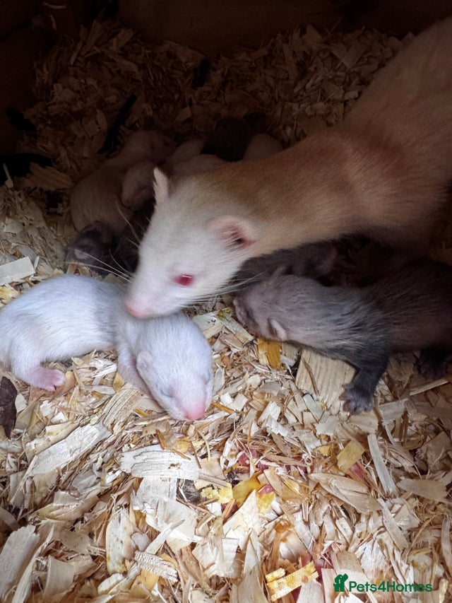 Ferret kits for sale in Ashford | Pets4Homes