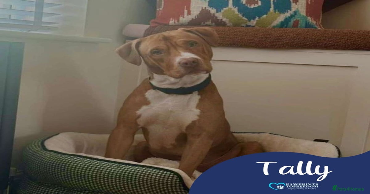 Meet Tally,currently residing in Wickford for adoption in Basildon ...