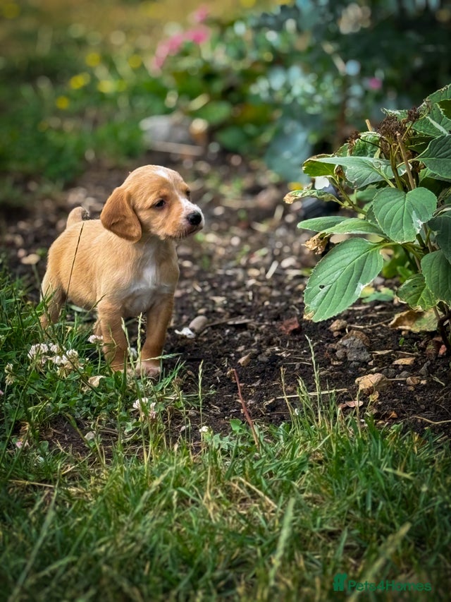 Beautiful Deep Dark Red Cockerdors Cockadors for sale in Sleaford ...