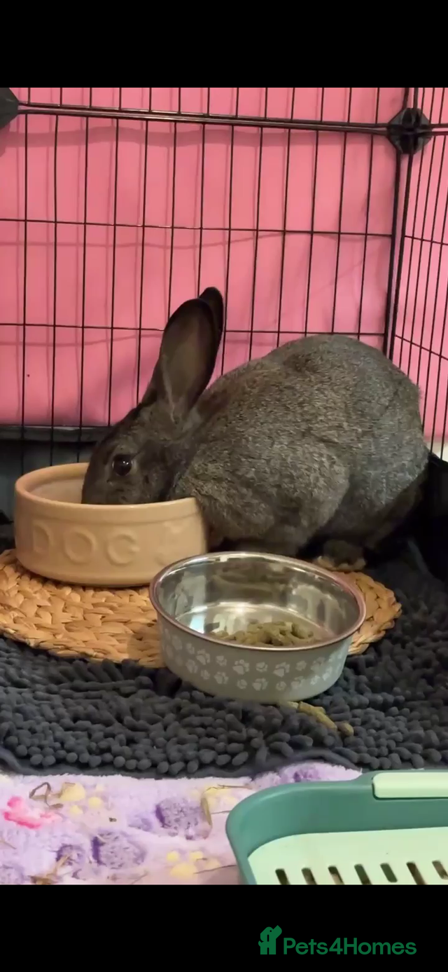 Willow - rabbit for sale in Yeovil | Pets4Homes