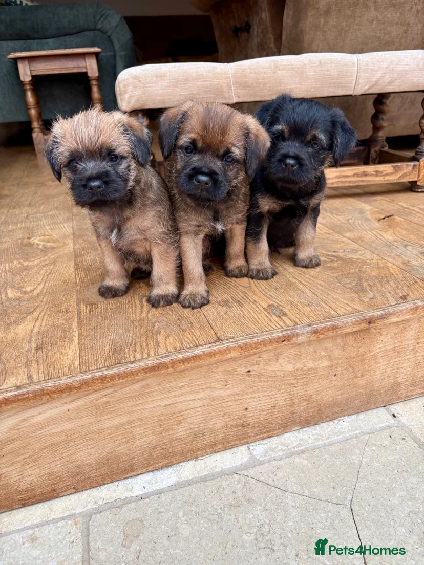 Beautiful Border Terrier Dog Puppy for sale in Haverfordwest | Pets4Homes