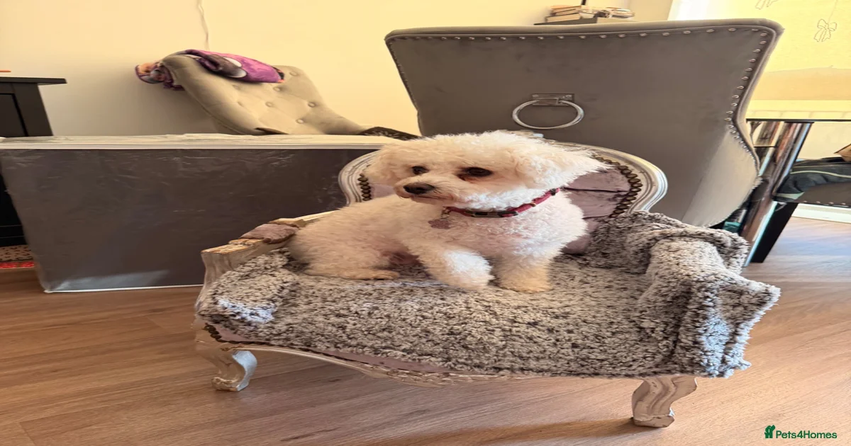 Miniature dachshund cross cavachons for sale in Grantham | Pets4Homes