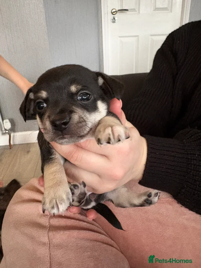 Chihuahua puppies for sale in Yeovil | Pets4Homes
