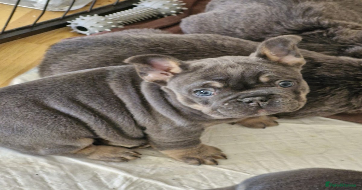Fluffy Frenchie READY NOW! for sale in Newton-le-Willows | Pets4Homes