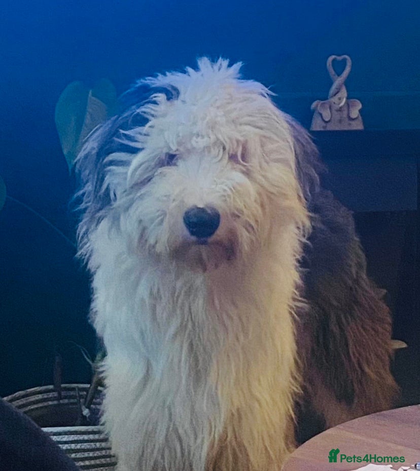 Old English Sheepdog for sale in Criccieth | Pets4Homes