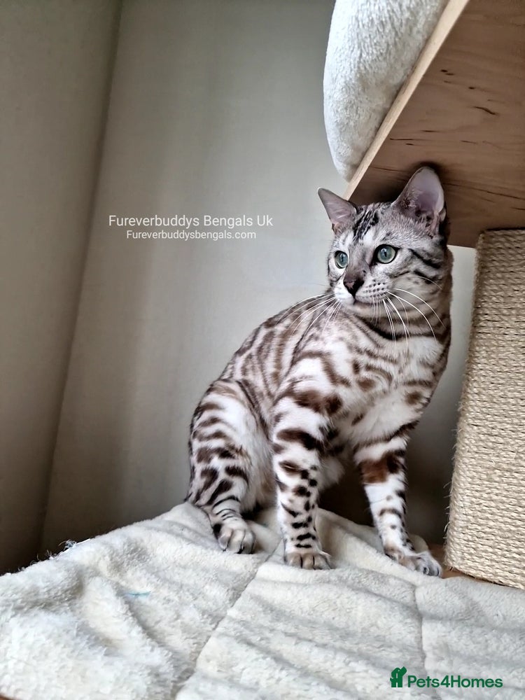 Licensed Breeders | Pets4Homes