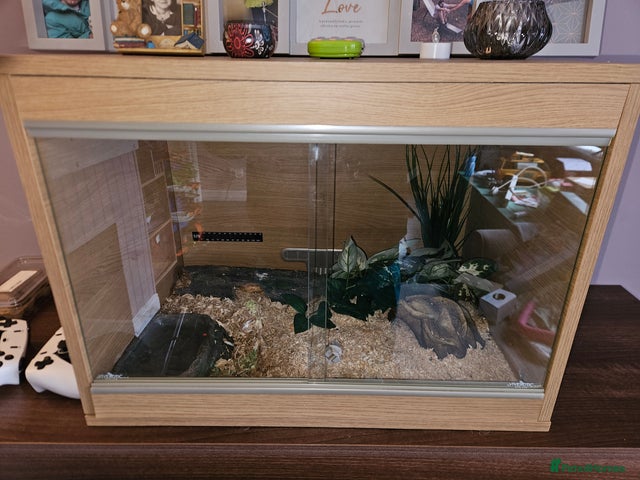 Male corn snake for sale in Reading | Pets4Homes