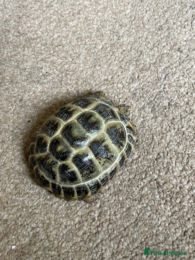 2 x tortoise for sale in Doncaster | Pets4Homes