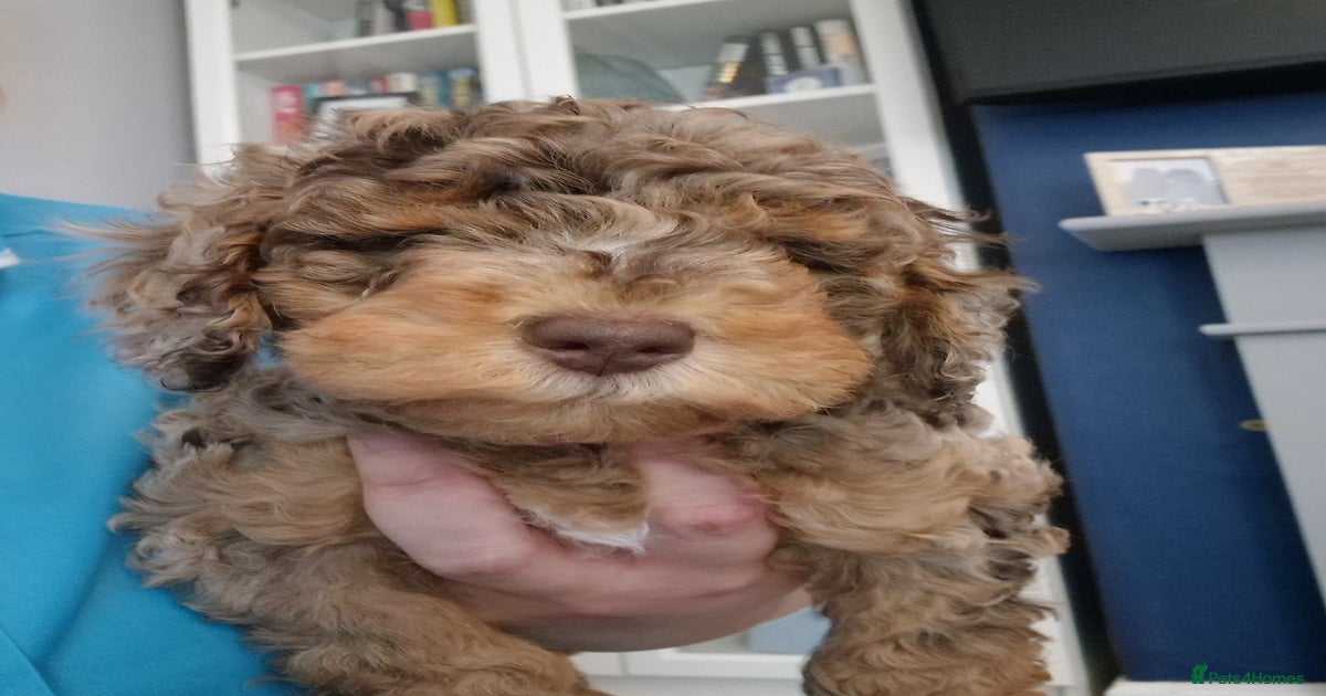 Beautiful chocolate merle Cockapoo for sale in | Pets4Homes