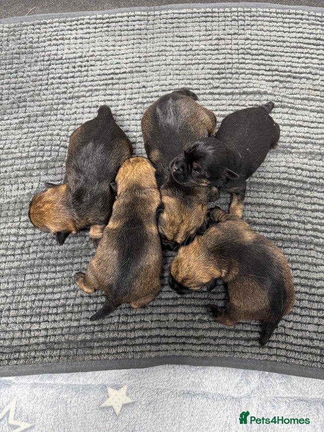 Beautiful Border Terriers for sale in Doncaster | Pets4Homes