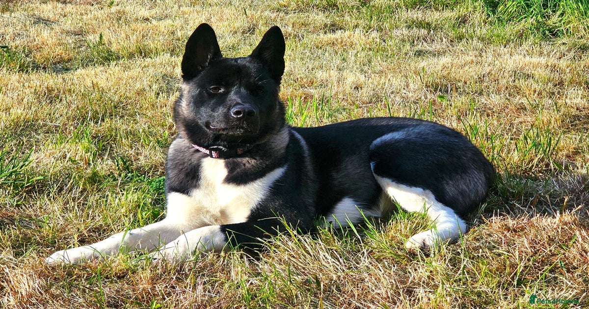 13 month old Female Akita for sale in Newark | Pets4Homes