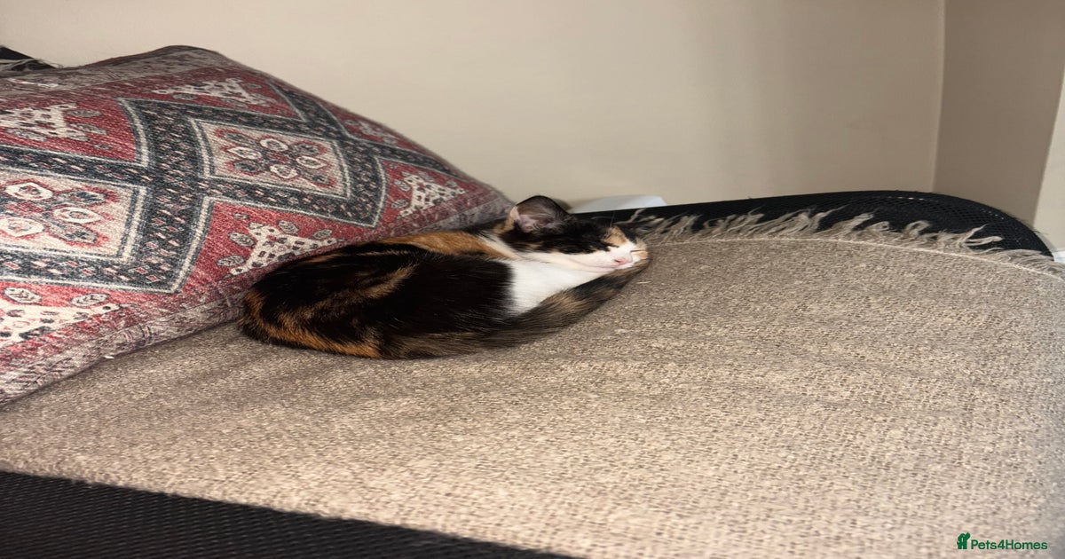 8 month old kitten for sale for sale in Sheffield | Pets4Homes