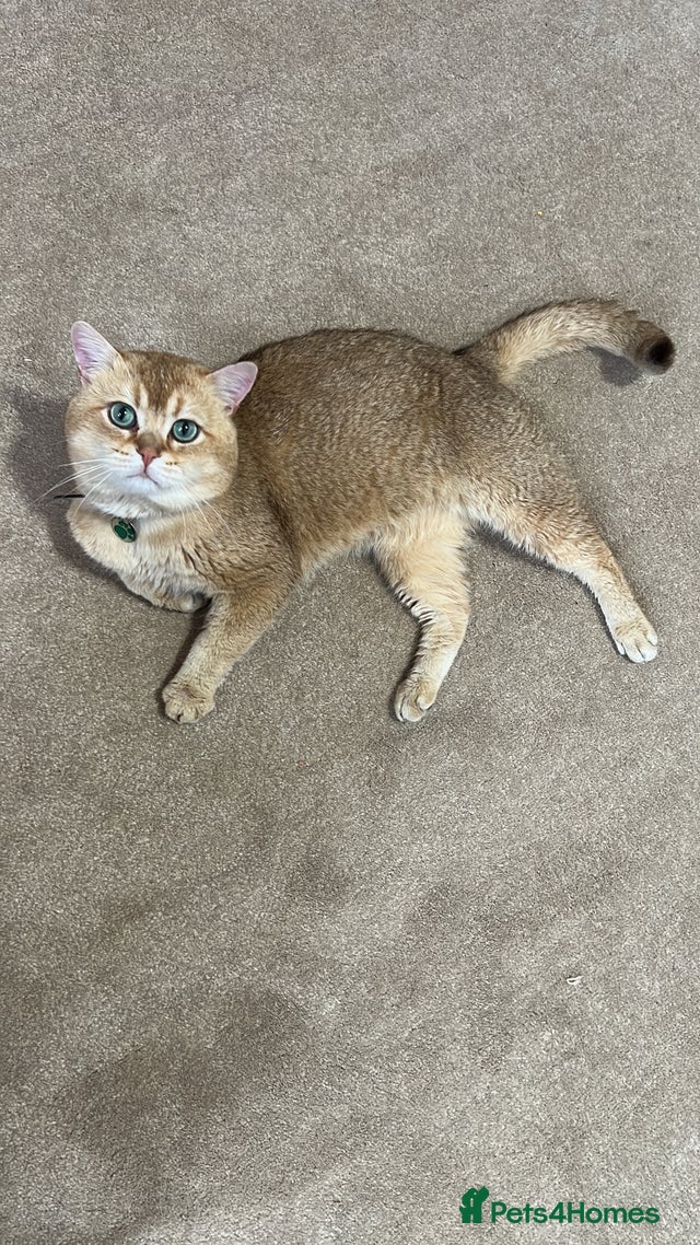 🐾 Purebred BSH Kittens 🐾 for sale in Leeds | Pets4Homes