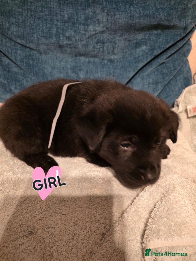 Gorgeous Labrakita (American Akita x Lab) Puppies for sale in Newport ...