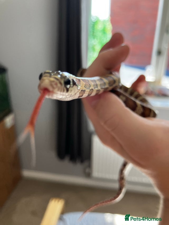 SCALES & TAILS | Pets4Homes