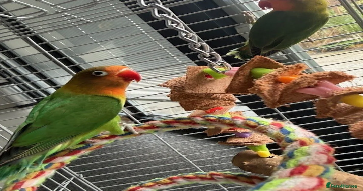 Love Birds for sale in Feltham | Pets4Homes