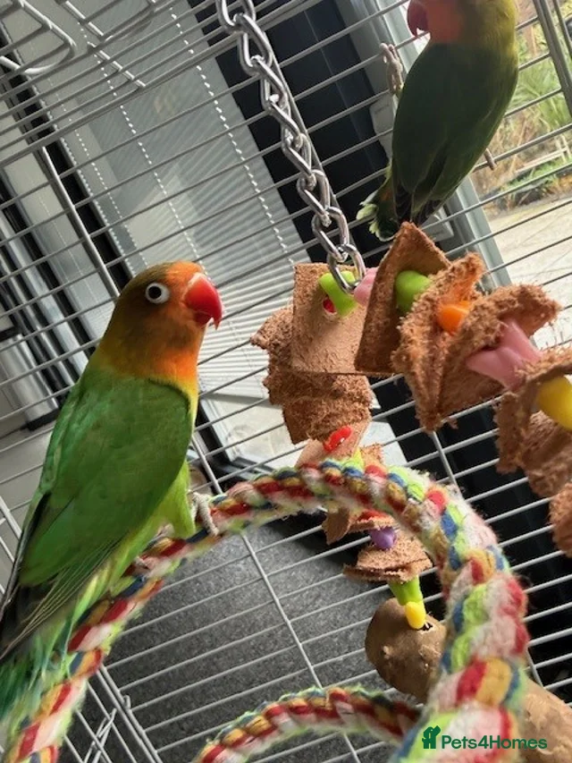 Love Birds for sale in Feltham | Pets4Homes