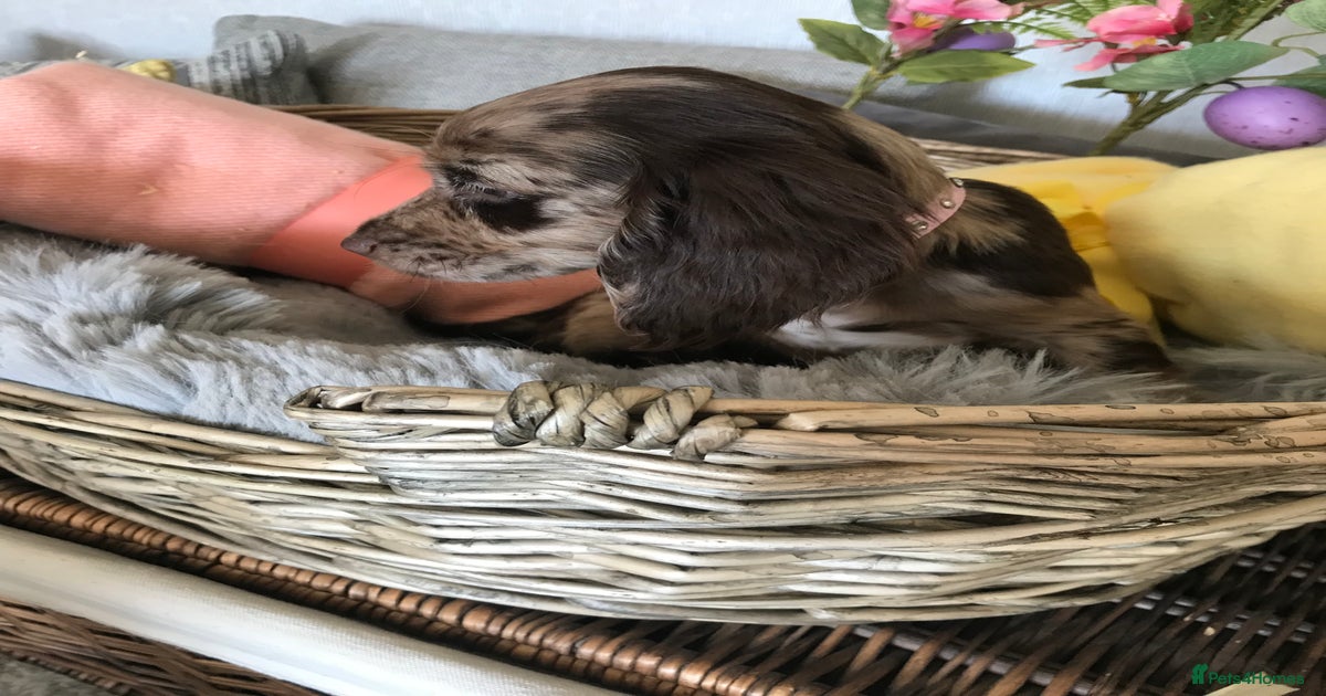 Very Rare Merle Working Cocker Spaniels for sale in Blackburn | Pets4Homes