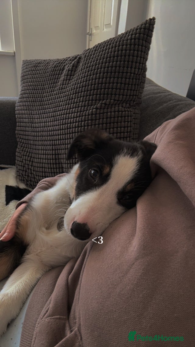 Border collie female for sale for sale in Middlesbrough | Pets4Homes