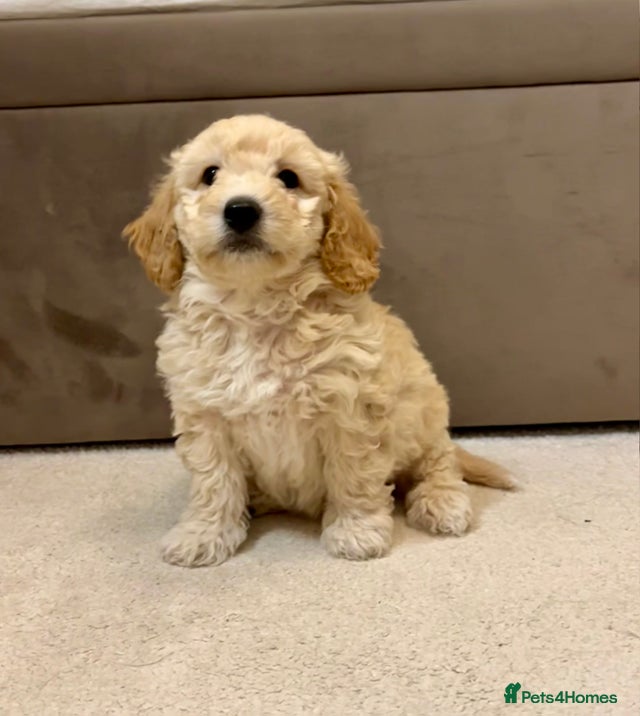 Stunning Rare Phantom True Miniature Poochons for sale in Poulton-le ...