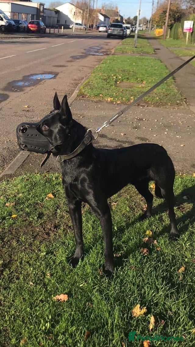 Full tested family protection dog for sale in Peterborough | Pets4Homes