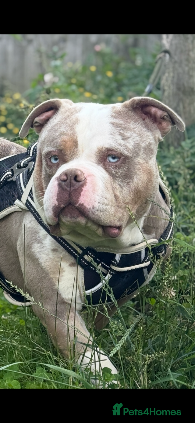 ABKC Lilac merle male pocket bully for sale in Leeds | Pets4Homes