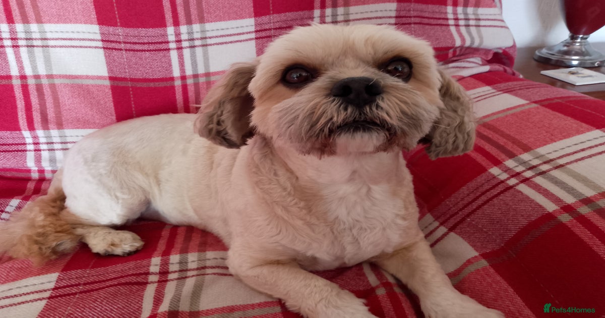 Lhasa Apso Cross Breed 6 year old Dog for sale in Lochwinnoch | Pets4Homes