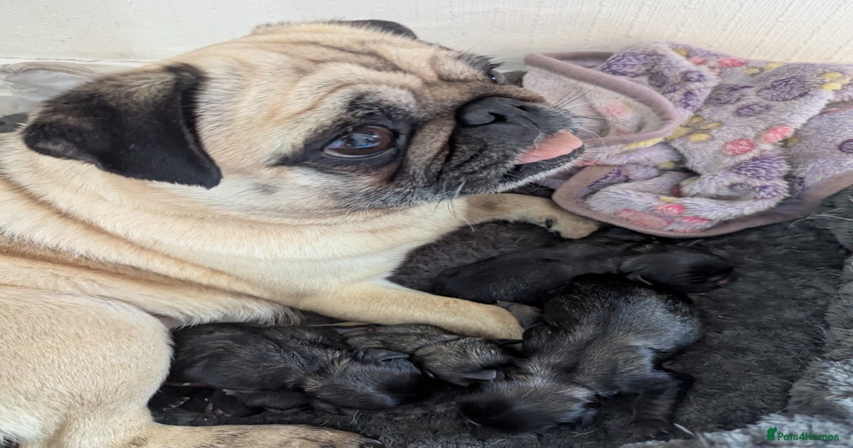 Beautiful pug puppies for sale in Coalville | Pets4Homes