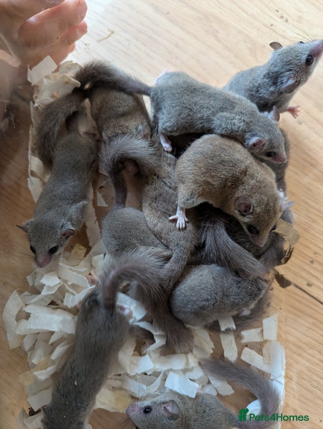 Pied and Standard African Pygmy Dormice! for sale in Chesterfield ...