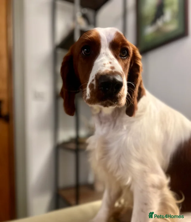 Welsh Springer Spaniel for STUD! for stud in Welshpool | Pets4Homes