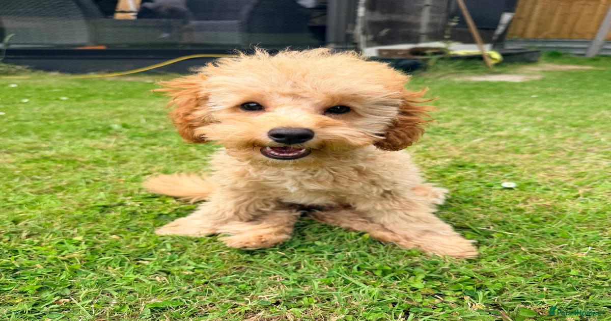 Toy Poodle Puppies for sale in Hemel Hempstead, Hertfordshire | Pets4Homes