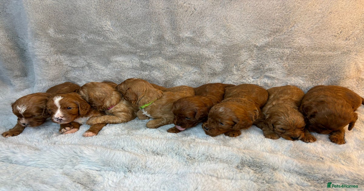 Beautiful F1 Toy Cavapoo's for sale in Peterhead | Pets4Homes