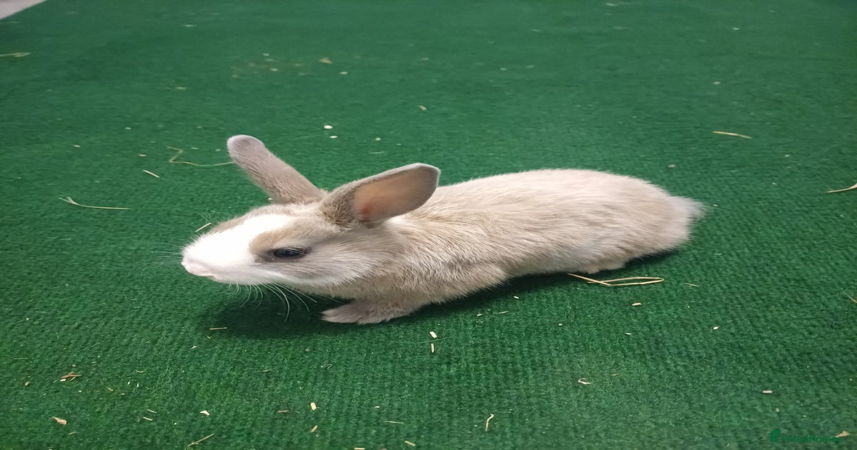 3 Cute Netherland Dwarf Cross Rabbits for sale in Southampton | Pets4Homes