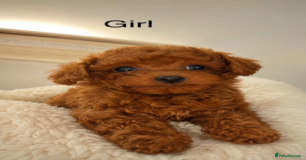 Toy Poodle Puppies for sale | Pets4Homes